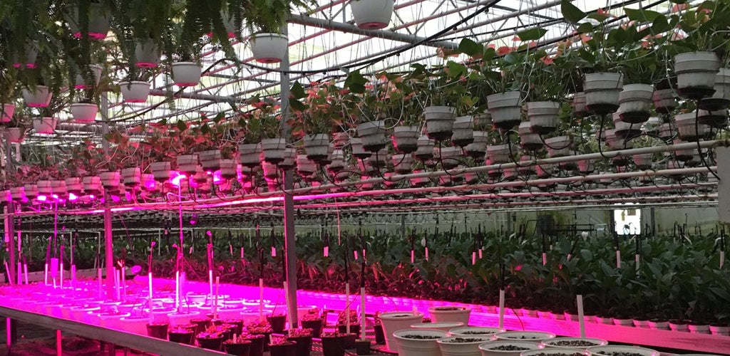 Everything You Need to Know About LED Grow Lights — Green Thumb Depot