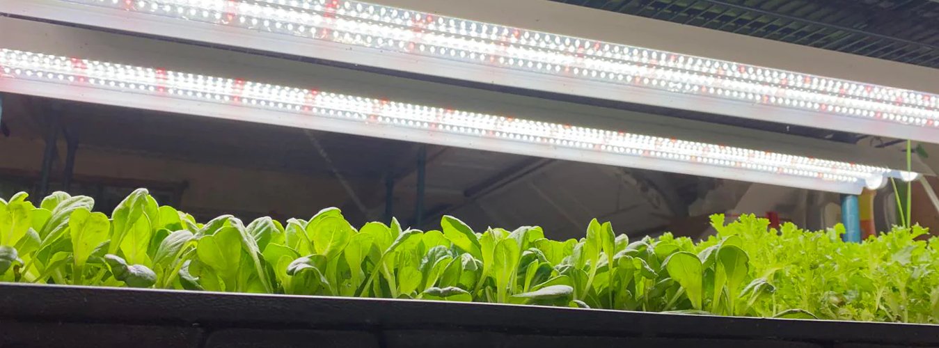 Integrating Grow Lights with Smart Home Systems: How modern technology ...