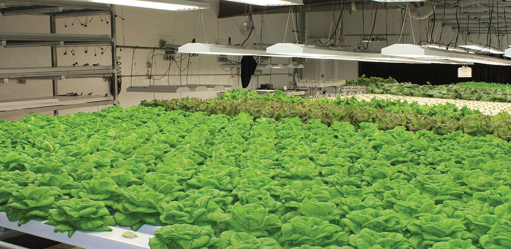 Master the Art of Cloning Your Plants: A Comprehensive Guide for Succe ...