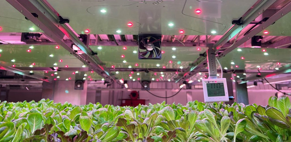 The Importance of Light Color Temperature in Plant Growth: Understandi ...