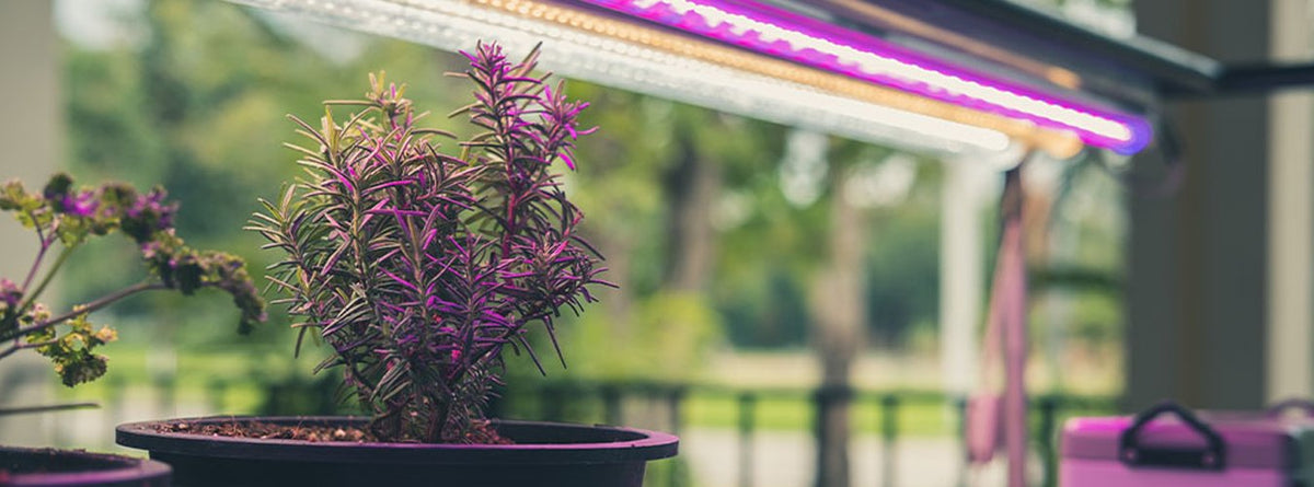 The Role of Ultraviolet (UV) and Infrared (IR) in Grow Lights: Benefit — Green Thumb Depot