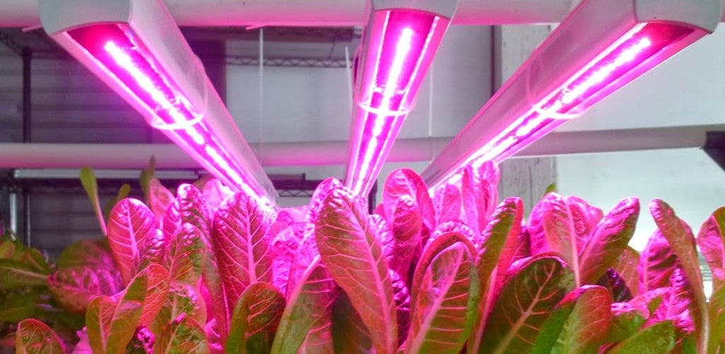 The Science Behind Grow Lights: How different light spectrums influenc ...