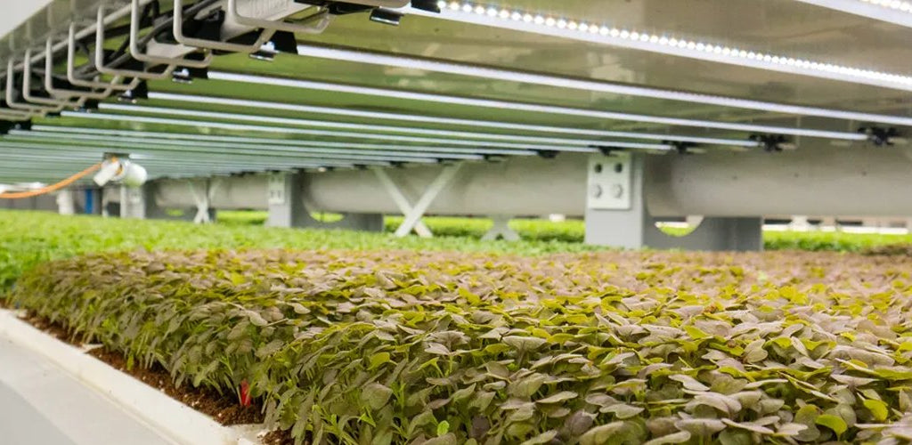 Vertical Farming and Grow Lights: The role of lighting in multi-layere ...